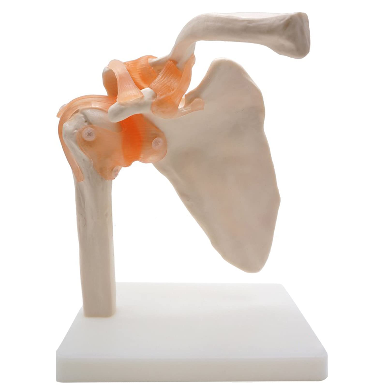 Buy Medical Anatomical Model, Shoulder Joint Model With Ligament, Life ...