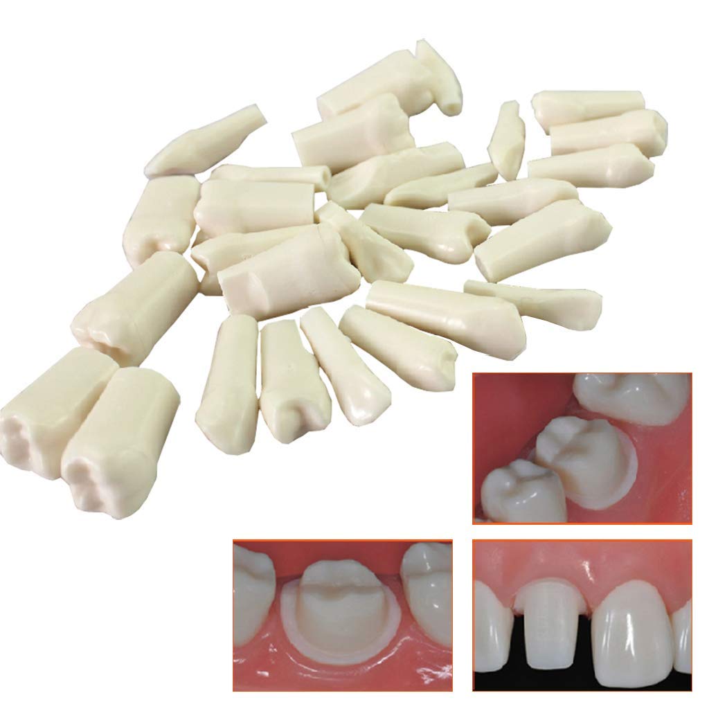 Buy Model teeth anatomy - Dental teeth model - 28 model teeth dental ...