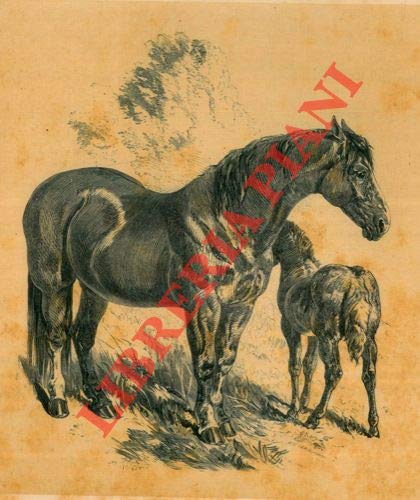 Cart-mare and foal (Cavallo da tiro e puledro) : Gorway Walter ...