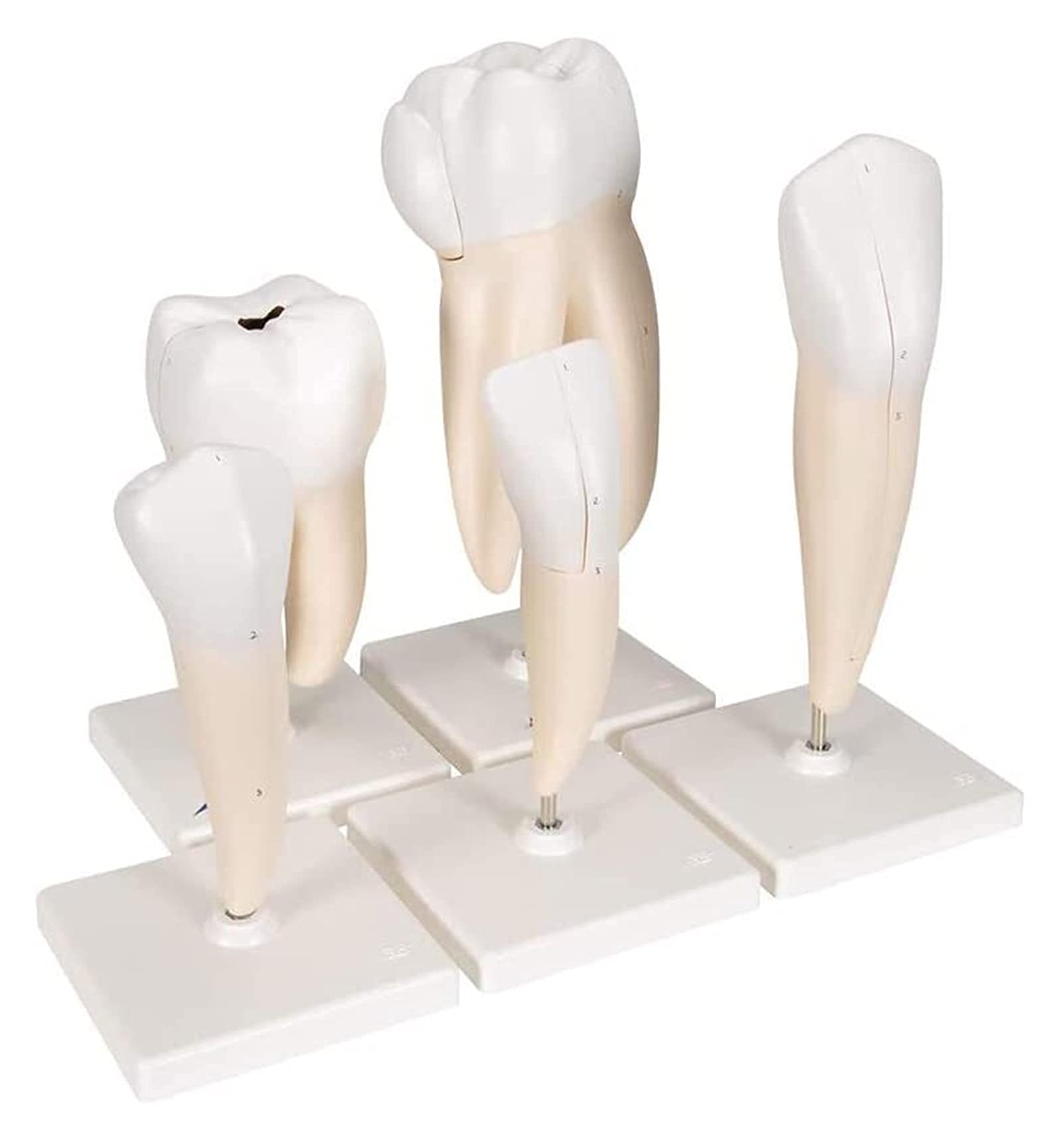 Wreee Human Organ Model Tooth Model 5 Smart Anatomy Models | Desertcart ...