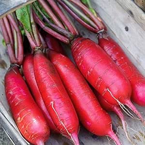 Amazon.com : China Rose Winter Radish Seeds - Spicy Flesh is Delicious ...