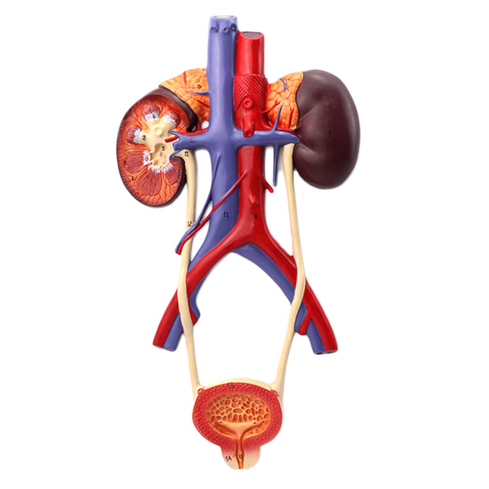 Buy Medical Human Body Urinary System Model Kidney Ureter Bladder ...