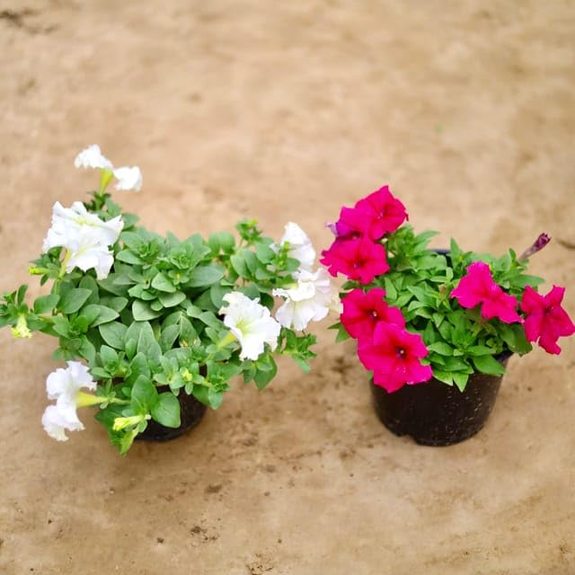 Mphmi Pune Plants Live BY Season Repellent Plant-Set Of 2 - Petunia ...