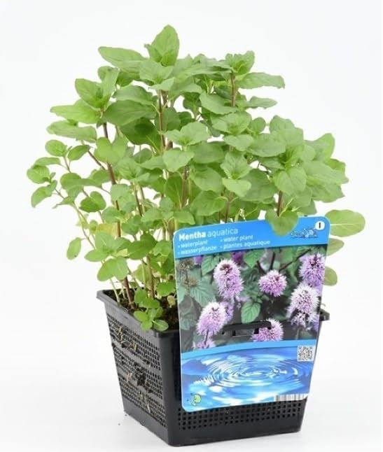 Real Water Mint Plant Mentha aquatica - in 12cm Pot - Grow Your own ...