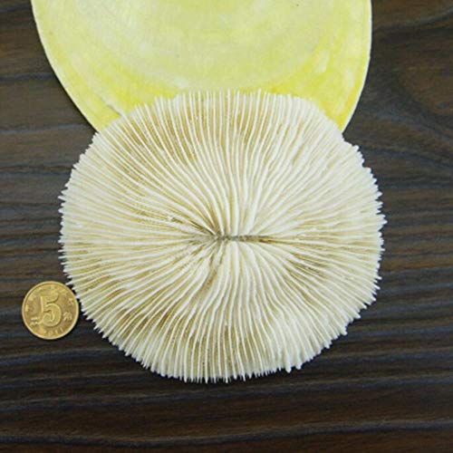 Our Chadwick Chapter's Amazon page