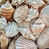 Amazon.com: Sea Shells Mixed Beach Seashells, Various Sizes Natural ...