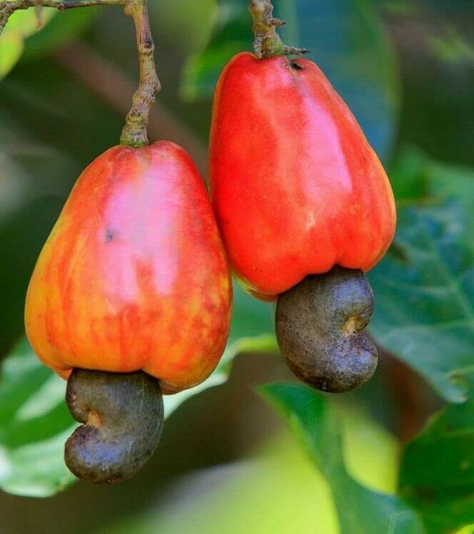 Mphmi Live Plant Nursery NCR Plantslive Kaju Tree - Plant : Amazon.in ...