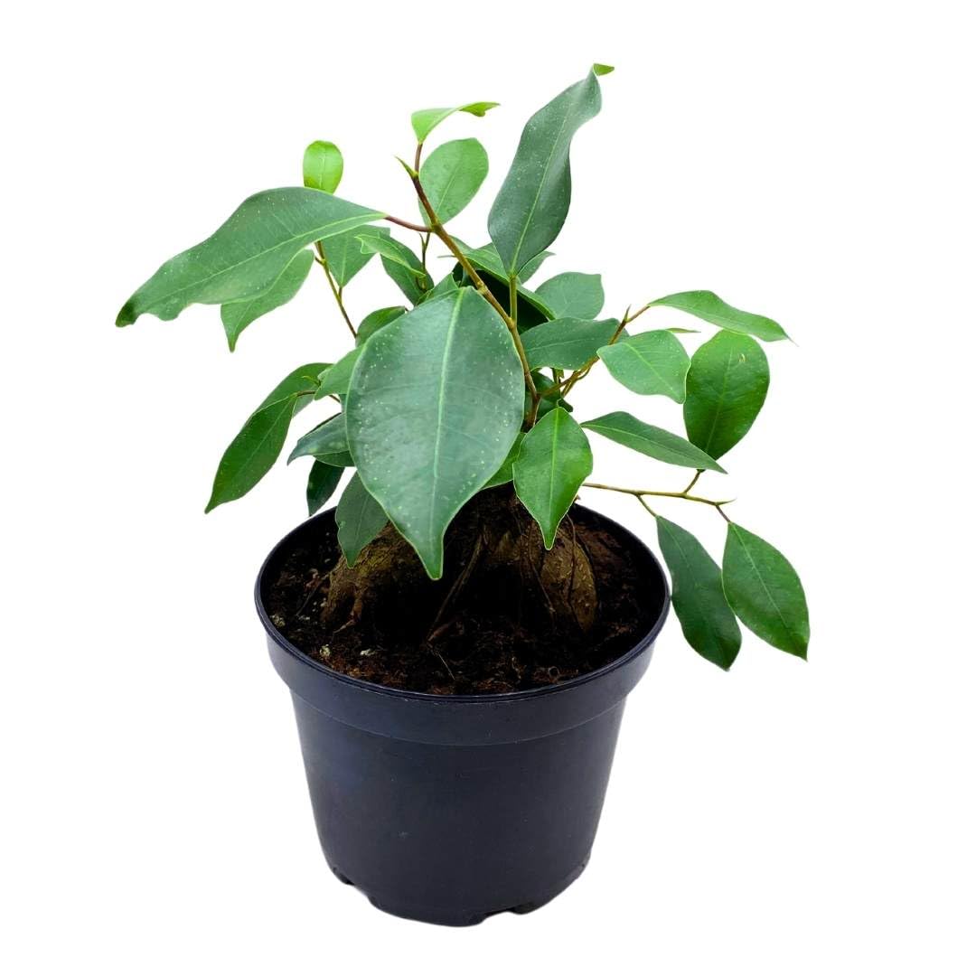 Buy BubbleBlooms Ficus microcarpa Chinese Banyan Bonsai Tree in a 6 ...