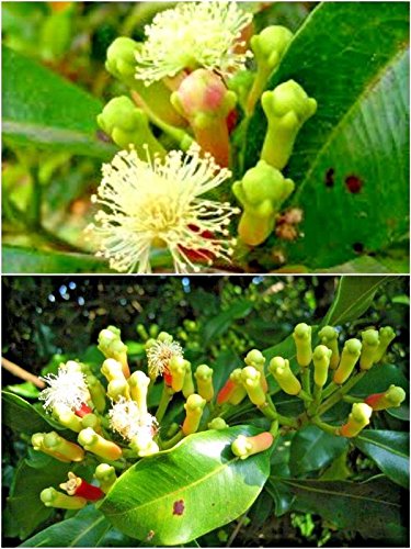 Live Clove Plant Laung plant Syzygium aromaticum Plant - 1 Healthy Live ...