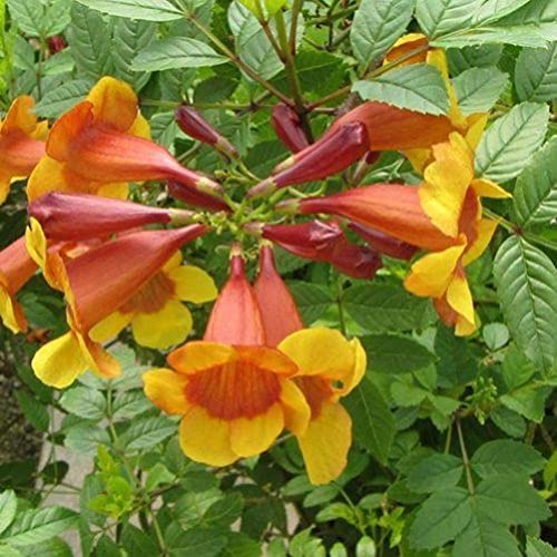 The Nursery Tecoma Plant (Hybrid, Pack of 1) : Amazon.in: Garden & Outdoors