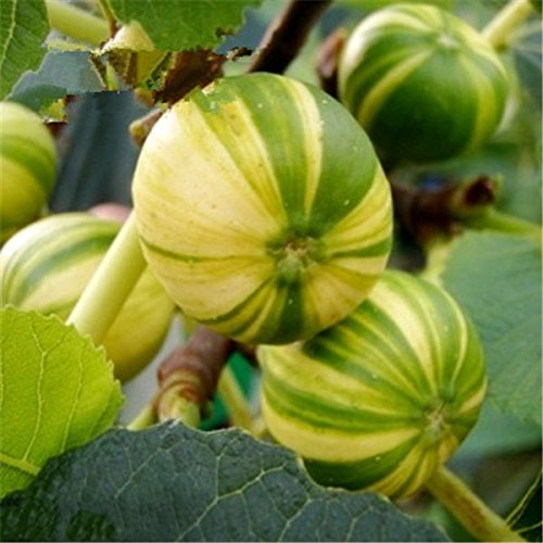 Nema Adriano Fig Fruit Seeds-100PCS : Amazon.in: Garden & Outdoors