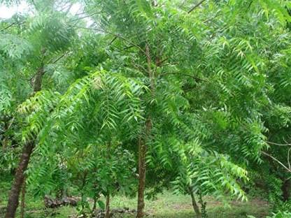 Royal Paradise Garden Rare Azadirachta Indica" Aryaveppu" Neem ...