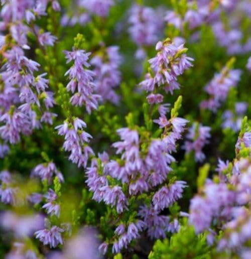GrowOn Shrubs Scottish Heather Calluna Vulgaris 'Blazeaway' | Evergreen ...