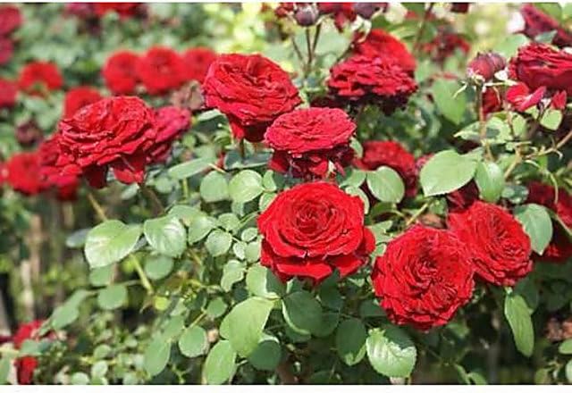 Cloud Farm Live Rare Exotic Red Rose (1-1.5 Ft Size) Flower Plant,Pack ...