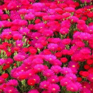 Amazon.com : Zomo Garden Pink Ice Plant Live Succulent Rooted stem ...