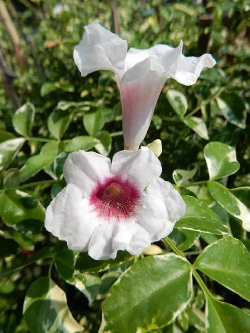 NIJI NURSERY Pandorea jasminoides 'Variegata' plant with pot : Amazon ...