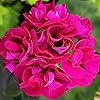 Amazon.com : CHUXAY GARDEN Rose Color Geranium Flower Seed 50 Seeds ...