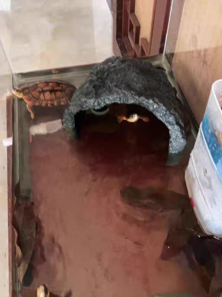 Snapklik.com : RunXF Extra Large Corn Snake Ball Python Hide Cave 4.9 ...