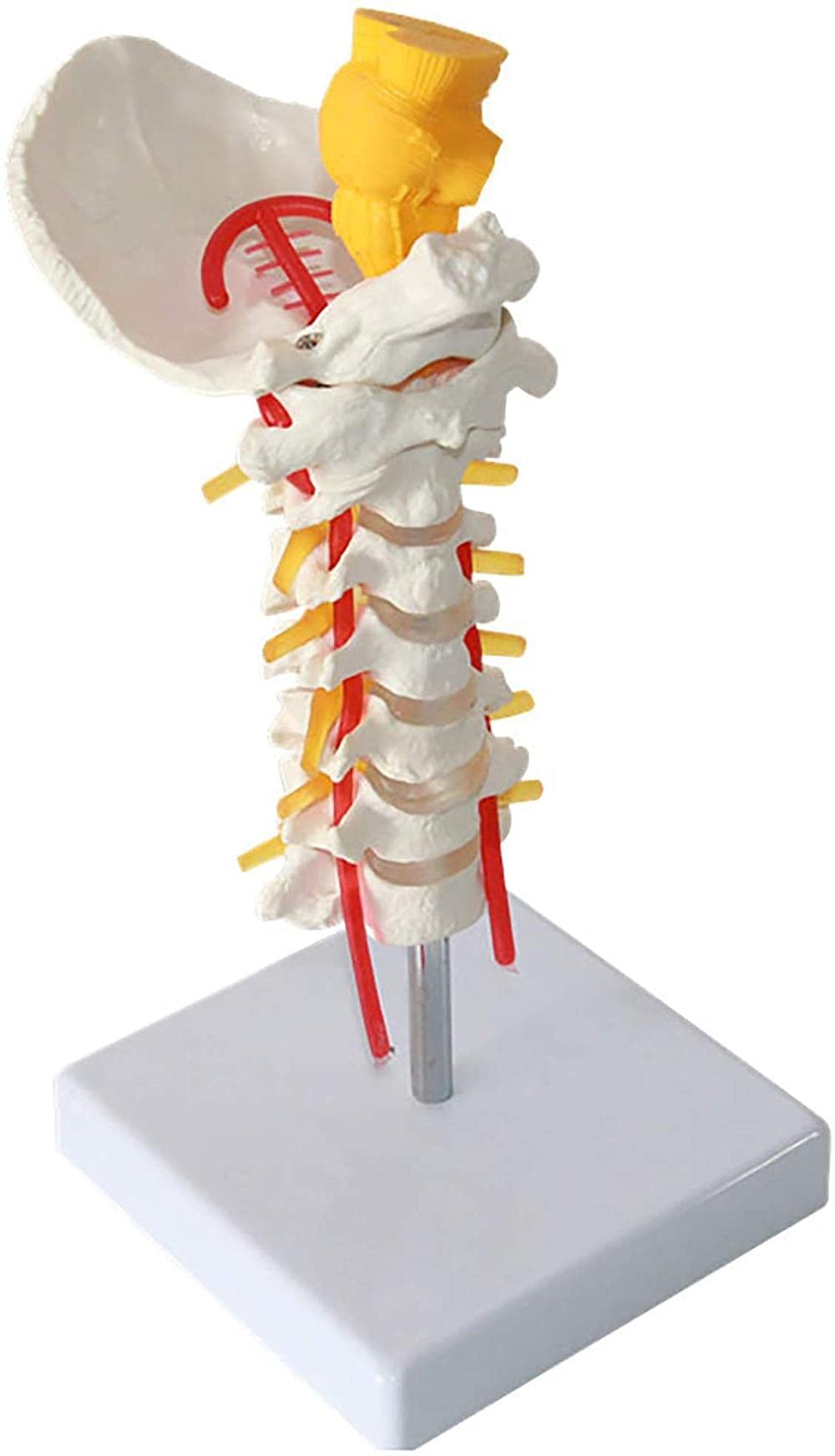 Skeleton Anatomy Model 1: 1 Human Cervical Spine With Cervical Artery ...