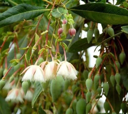 SM Plants Rudraksh Live Plant (KJ042) : Amazon.in: Garden & Outdoors