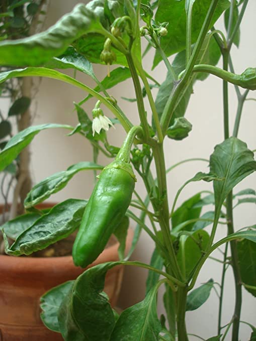 Green Small Chilli/Mirch Vegetable Plant For Home Garden : Amazon.in ...