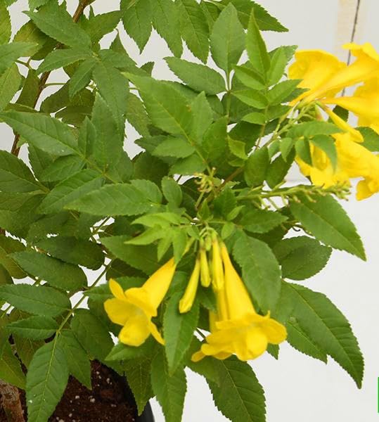 Vatikalive Plants Tecoma Yellow dwarf(round the year flowering) Natural ...