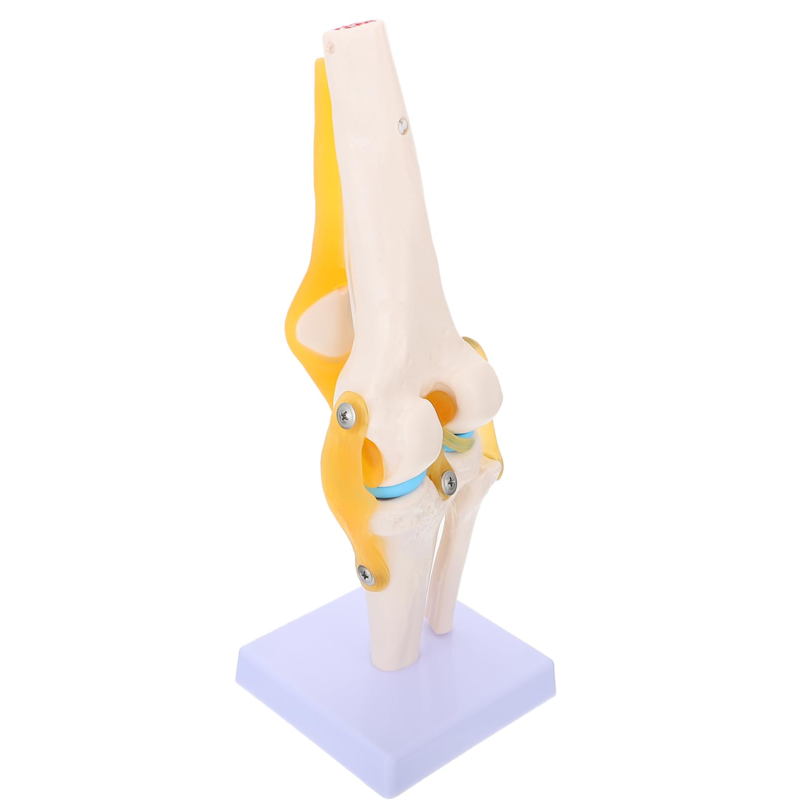 Knee Ligaments Model
