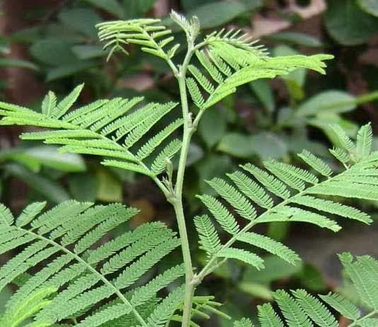 Live Real Sami Medicinal Plant with pot Sanidev Shami Pooja Plant Sami ...