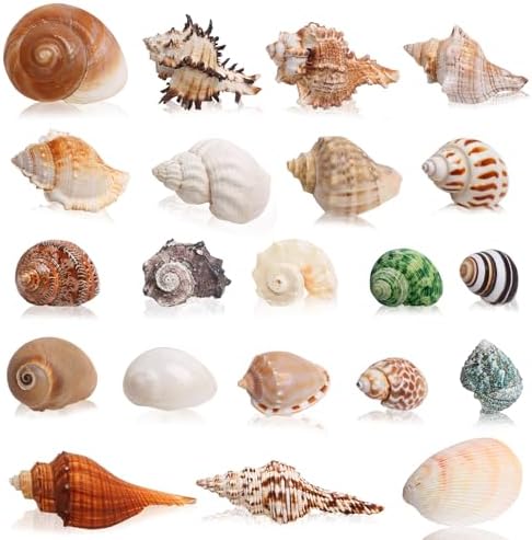 SKOOLOVE 21PCS Hermit Crab Shells Small to Large, Sea Conch Size 3-10CM ...