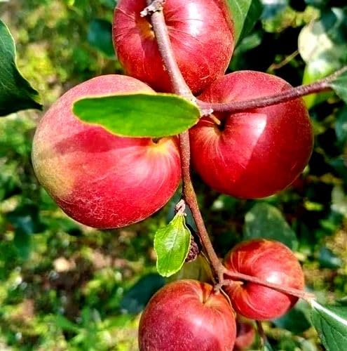 GreenWorld Kashmiri Red Sinduri Apple ber plant Hybrid and Sweet ...