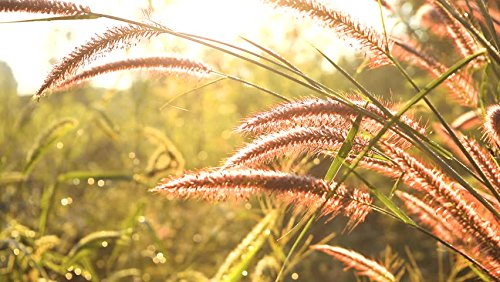 Creative Farmer Grass Seeds : Dinanath Grass Grass Seeds For Cattle - Grass Seeds Pack : Amazon ...