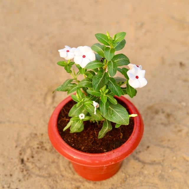 Mphmi Live Plants Vinca/Periwinkle/Sadabahar Hybrid (colour) in 6 Inch ...