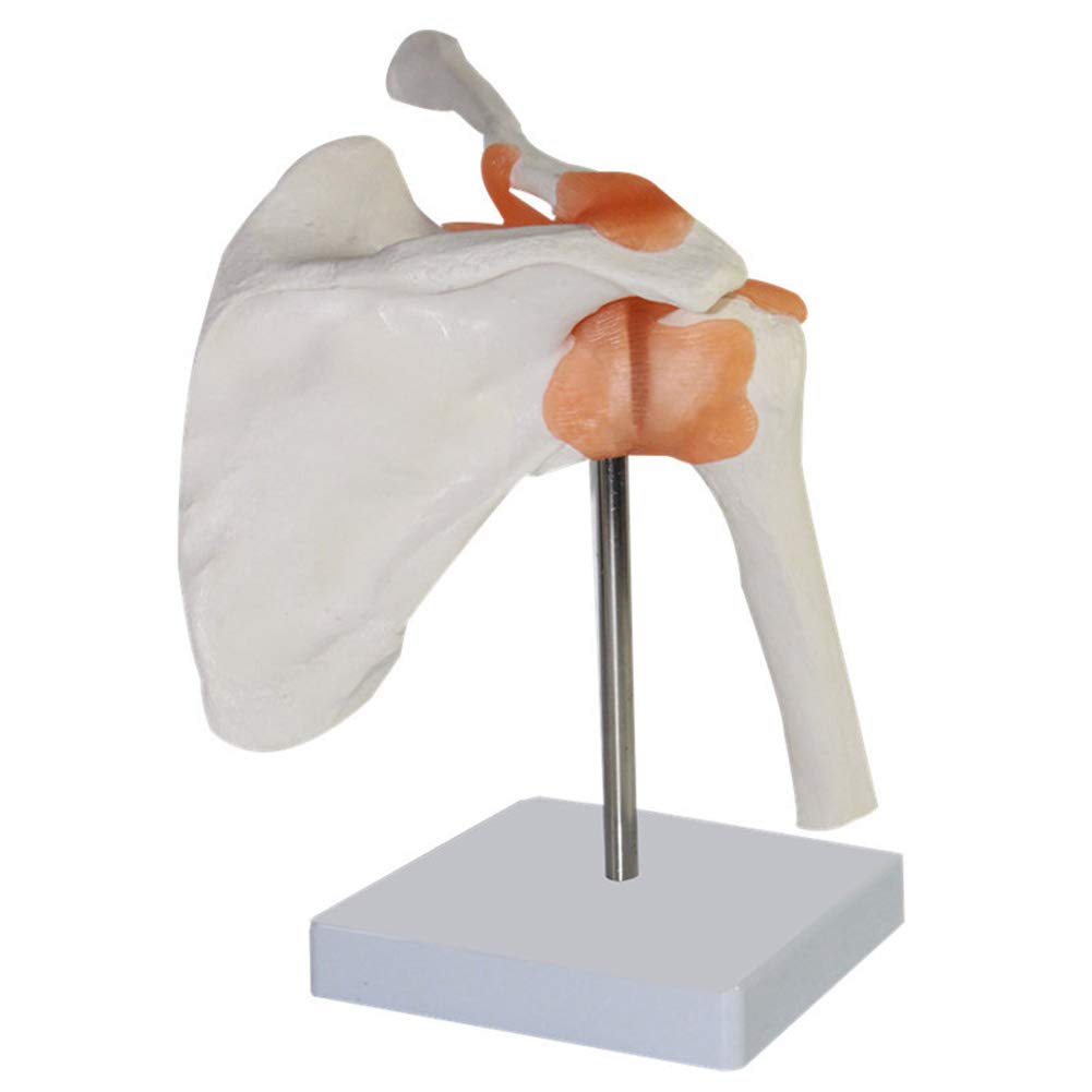 Buy Educational Model Anatomy Shoulder Joint Model,Human Anatomical ...