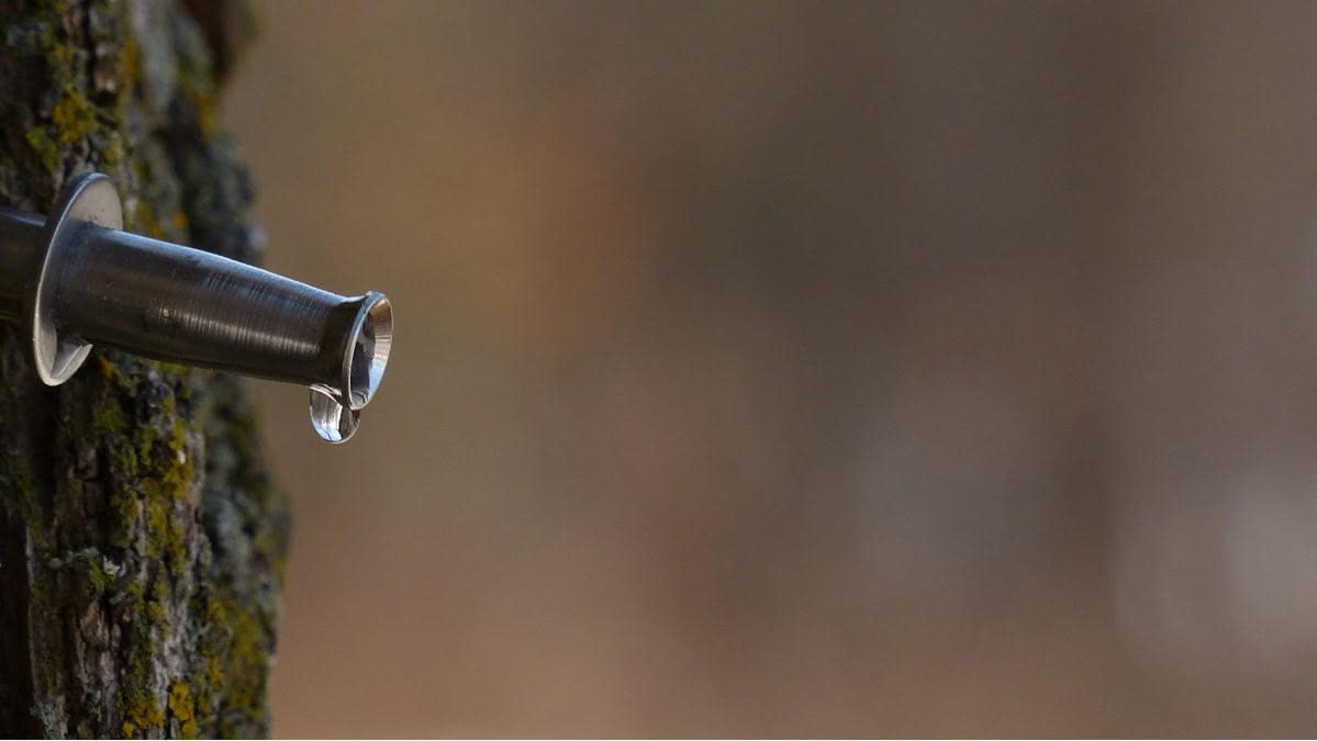 Snapklik.com : Stainless Steel Taps - Maple Sap Pail Spout & Hook ...