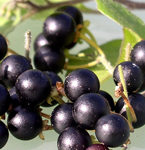 Amazon.com : Healthy and Tasty Wonderberry 4-8" Fresh Potted Plant ...