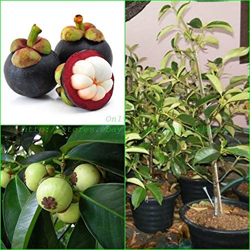 Creative Farmer Live Fruit Plant Mangosteen Tropical Purple Thai ...