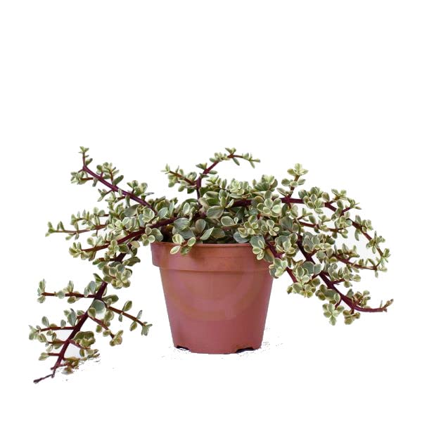 Portulacaria, la planta de la moneda