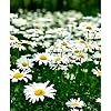 Amazon.com : Chrysanthemum Creeping Daisy Low Growing Ground Cover ...
