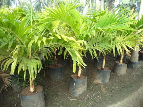 Greenish Valley Rare Beautifull" Mirchi Mari Palm" (Golden Colour) - 1 ...