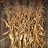 Amazon.com : 5 Ft Dried Corn Stalk Bundle with Ears Attached – 12 ...
