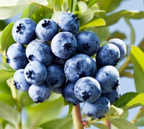 Amazon.com : 300+Super Sweet n Huge BLUEBERRY SEEDS! Highbush Mix ...