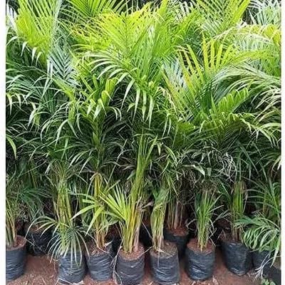 Erica palm live plant | live plant for erica palm | (pack of 1)_P_26 ...
