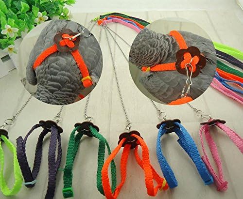 Amazon.com : F-P 1pcs Parrot Bird Pigeons Harness & Leash Anti-bite ...