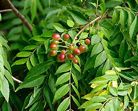 Vixenssell Live Curry Leaves Sweet Neem Plant : Amazon.in: Garden ...