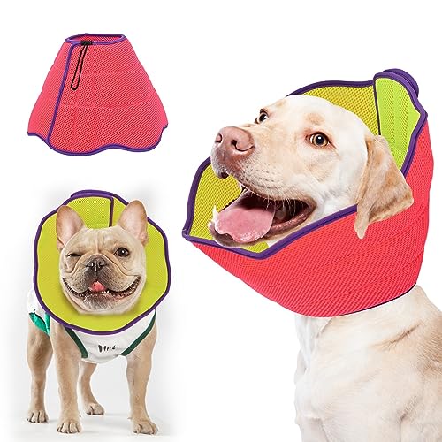 Comfy Cone for Dogs – The 15 best products compared - Wild Explained
