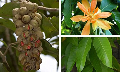 Creative Farmer Fragnant Flower Tree Golden Champa Tita-Sopa Best Seeds ...