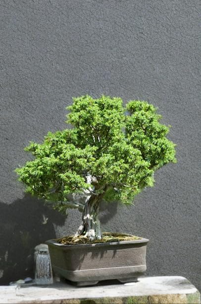 The Gifti® Table Kamini Bonsai Plant Live A Table Display of Home ...