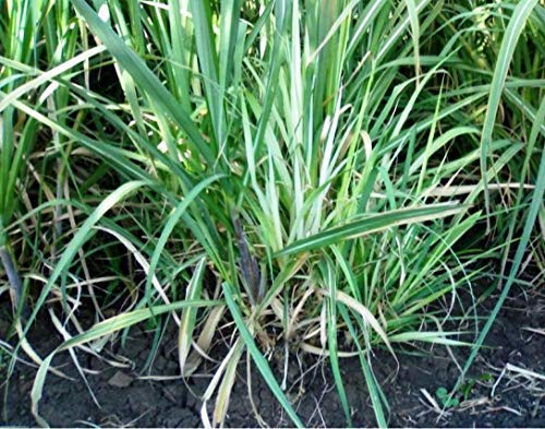 Live Sugarcane-Ganna Plant in Poly Bag : Amazon.in: Garden & Outdoors