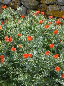 Glaucium flavum - How to grow & care