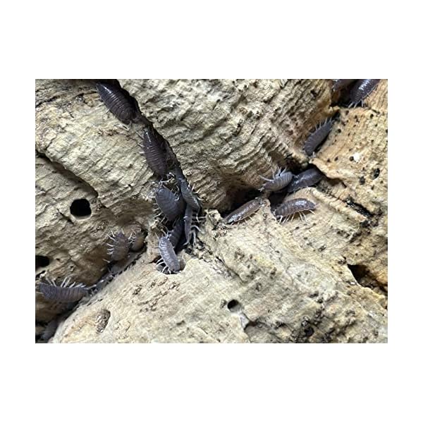 Bugzy Bugs Powder Blue Isopods Porcellionides Pruinosus 10 Count ...